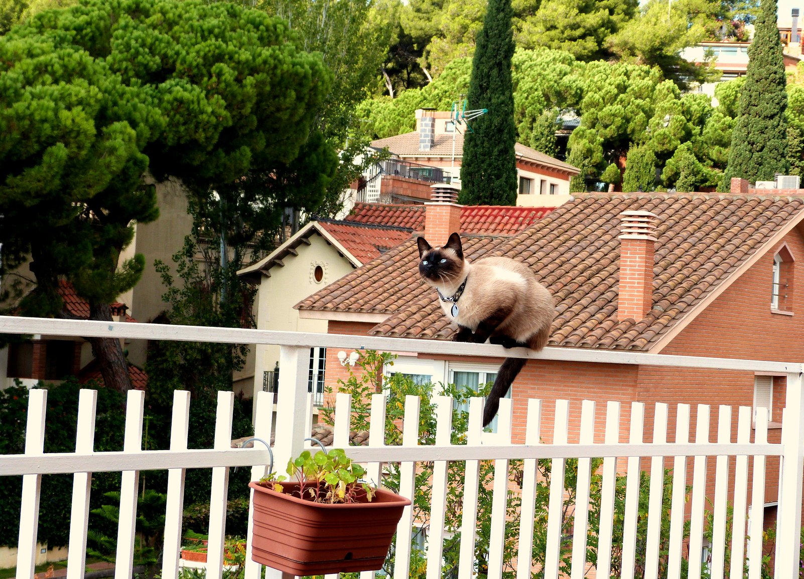 Exploring the World of Architectural Railings: Types, Styles, and ...