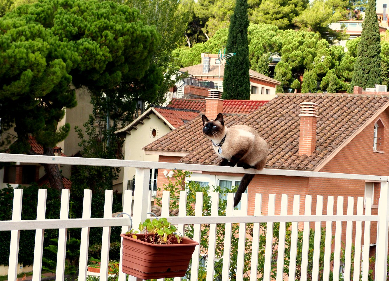 Exploring the World of Architectural Railings: Types, Styles, and ...